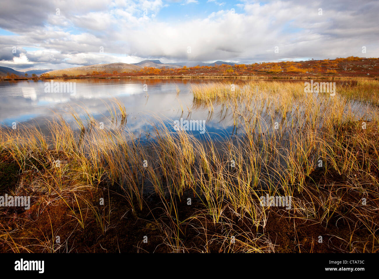 Landscape north of the arctic circle, Saltdal, Junkerdalen national ...
