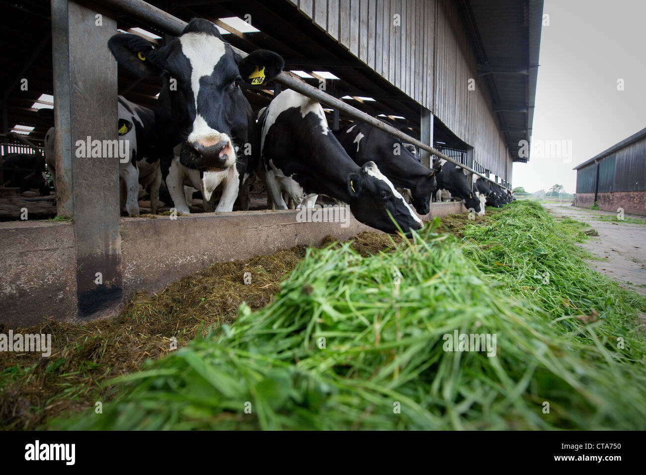 Dairy cow cows hi-res stock photography and images - Alamy
