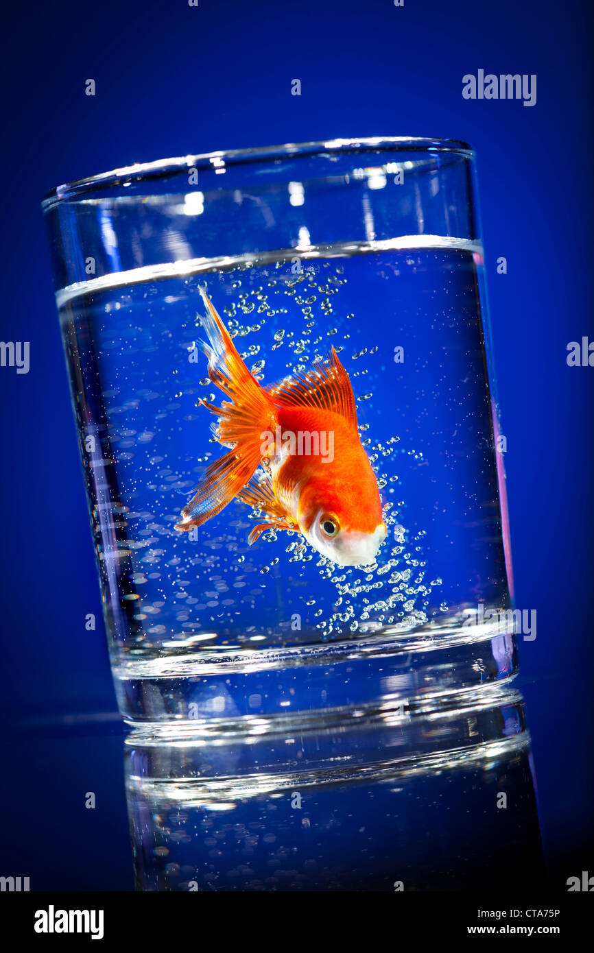 Goldfish in a water glass on a dark blue background Stock Photo - Alamy