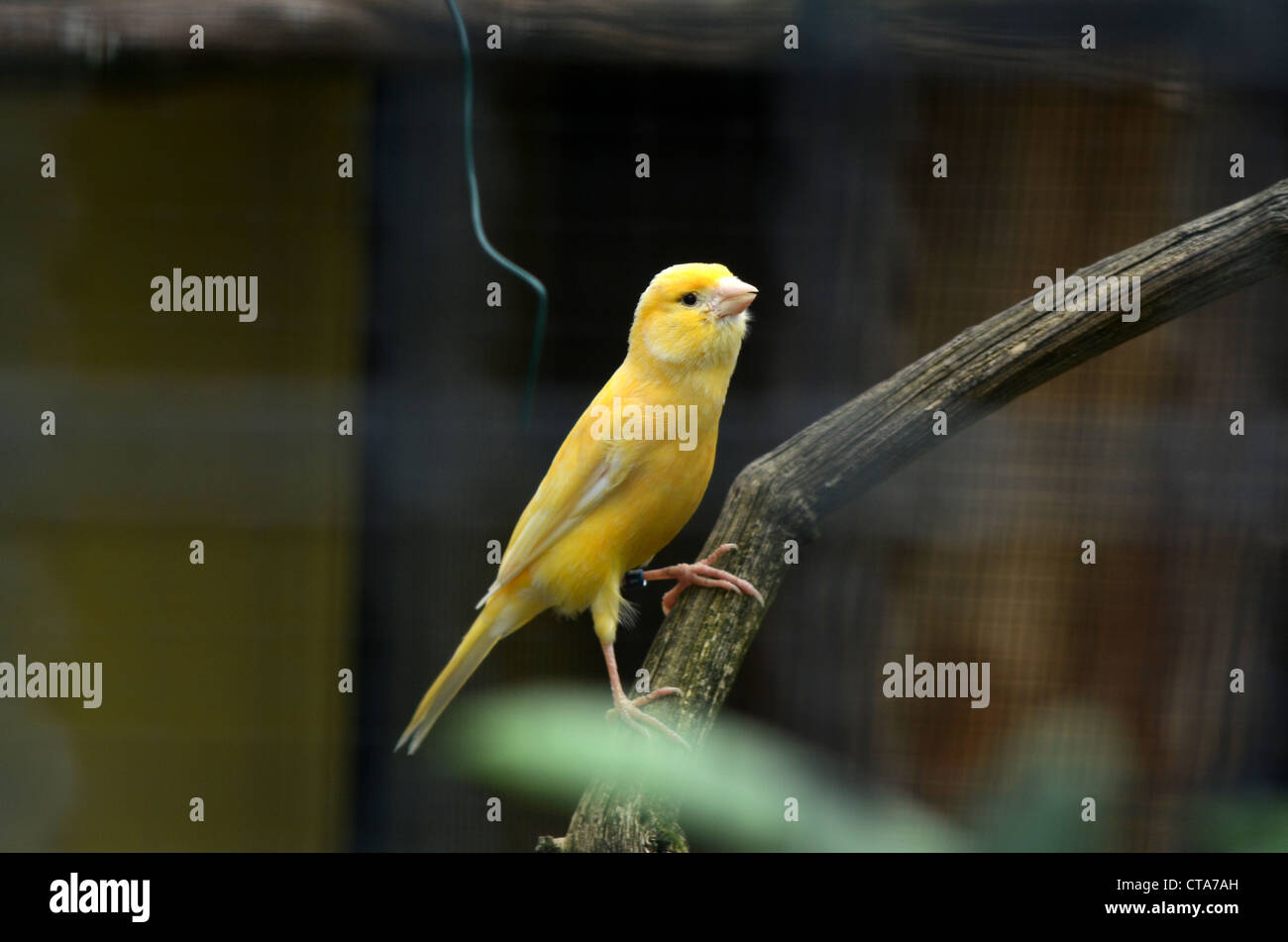 Birds in Captivity Stock Photo - Alamy
