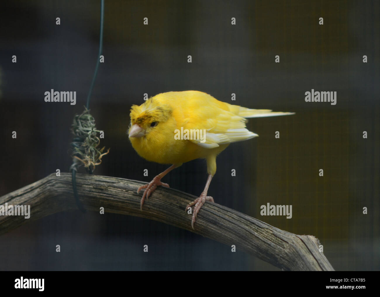 Birds in Captivity Stock Photo - Alamy