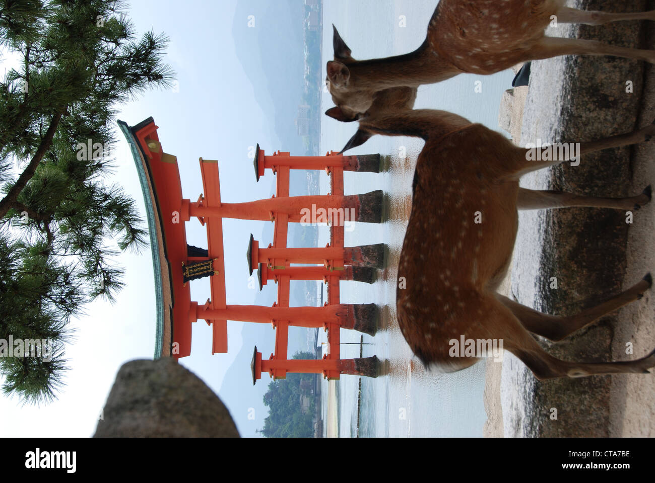 Itsukushima Shrine with the torii visible behind two nuzzling deer ...