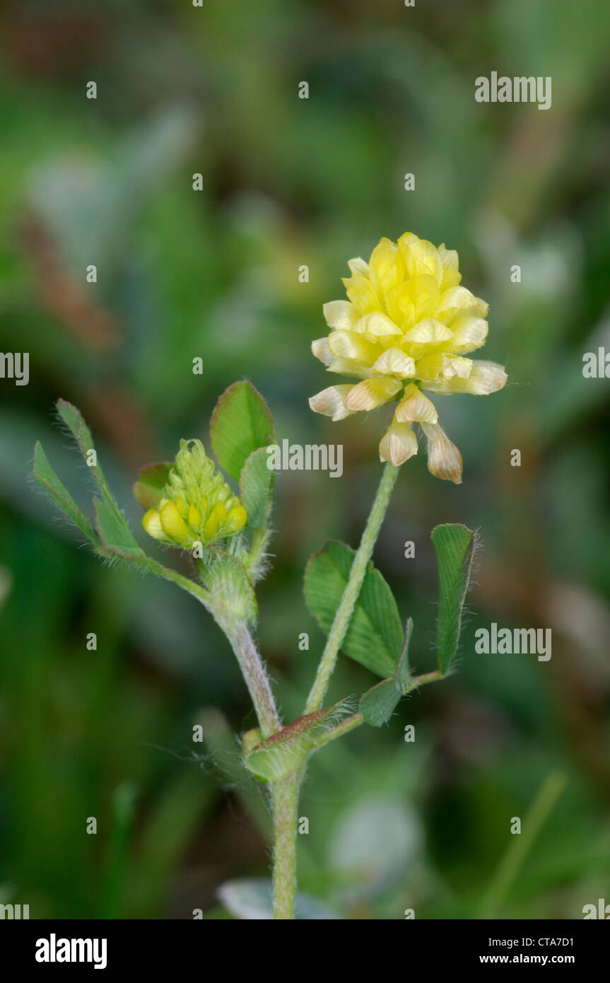 HOP TREFOIL Trifolium campestre (Fabaceae Stock Photo - Alamy
