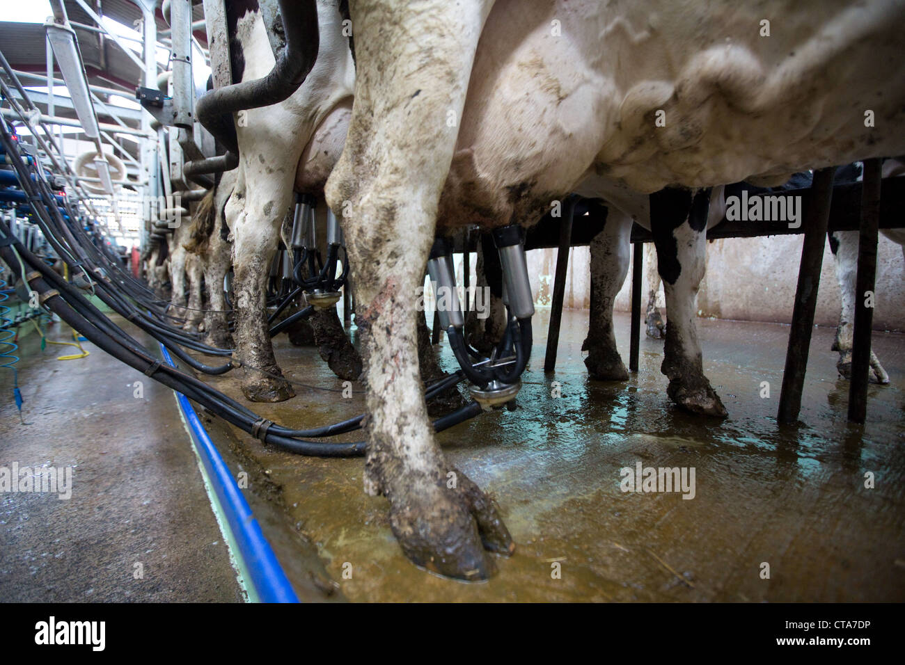 Dairy cows being milked Stock Photo - Alamy