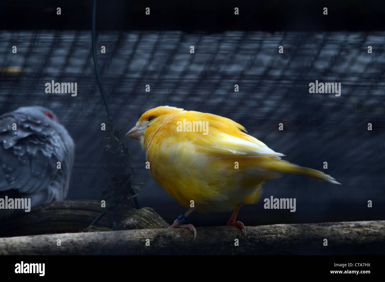 Birds in Captivity Stock Photo - Alamy