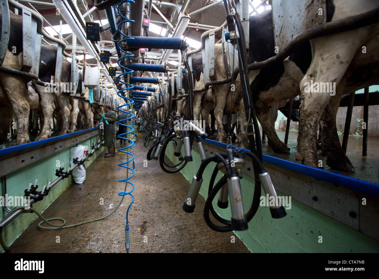 Dairy cows being milked Stock Photo - Alamy