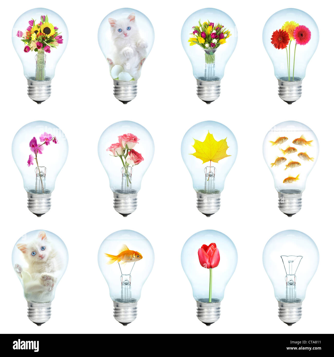 Twelve electric bulbs on a white background Stock Photo - Alamy