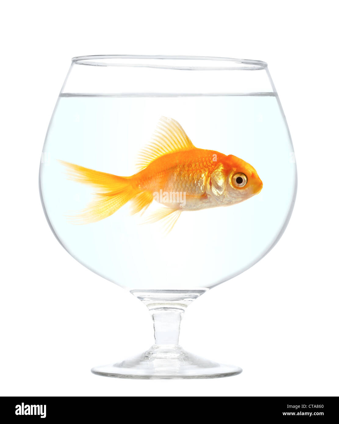 Gold small fish in an aquarium on a white background Stock Photo - Alamy