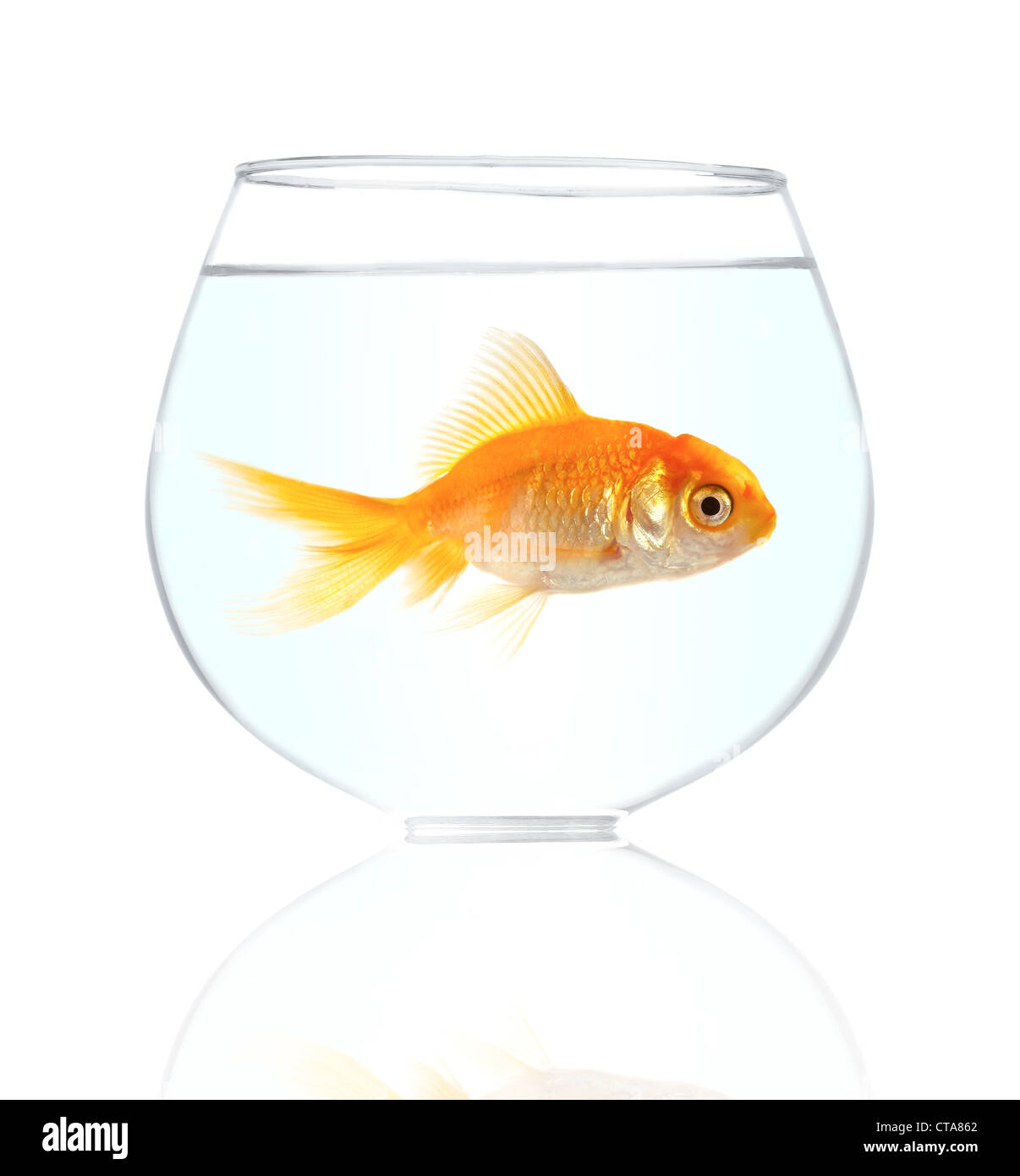 Gold small fish in an aquarium on a white background Stock Photo - Alamy