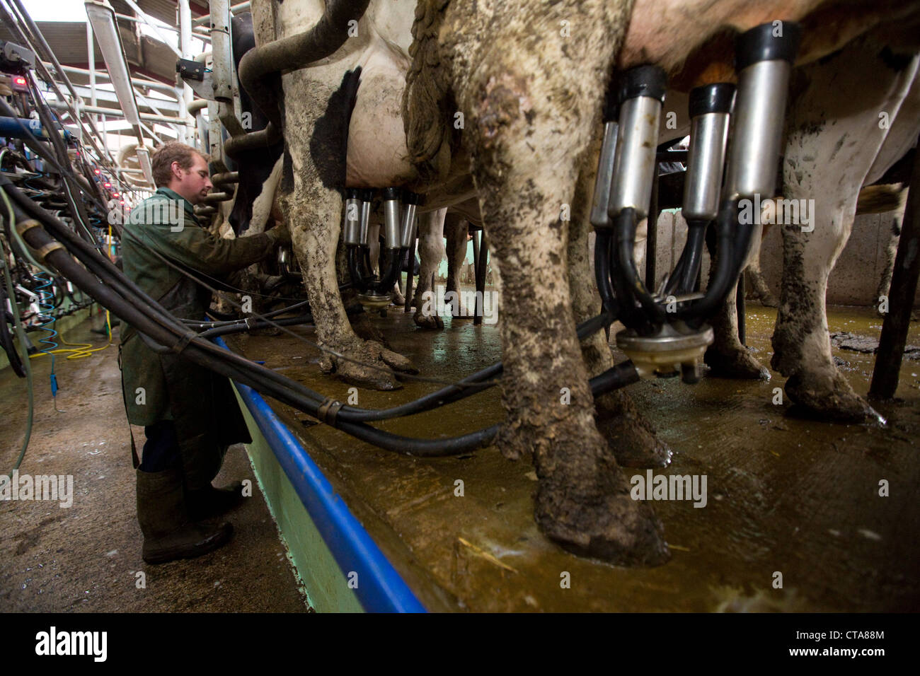 Dairy cows being milked Stock Photo - Alamy