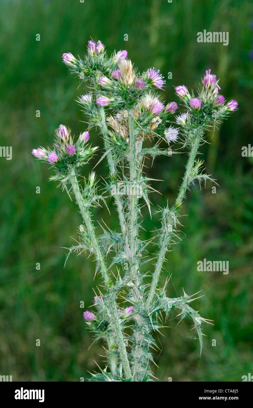 SLENDER THISTLE Carduus tenuiflorus (Asteraceae Stock Photo - Alamy