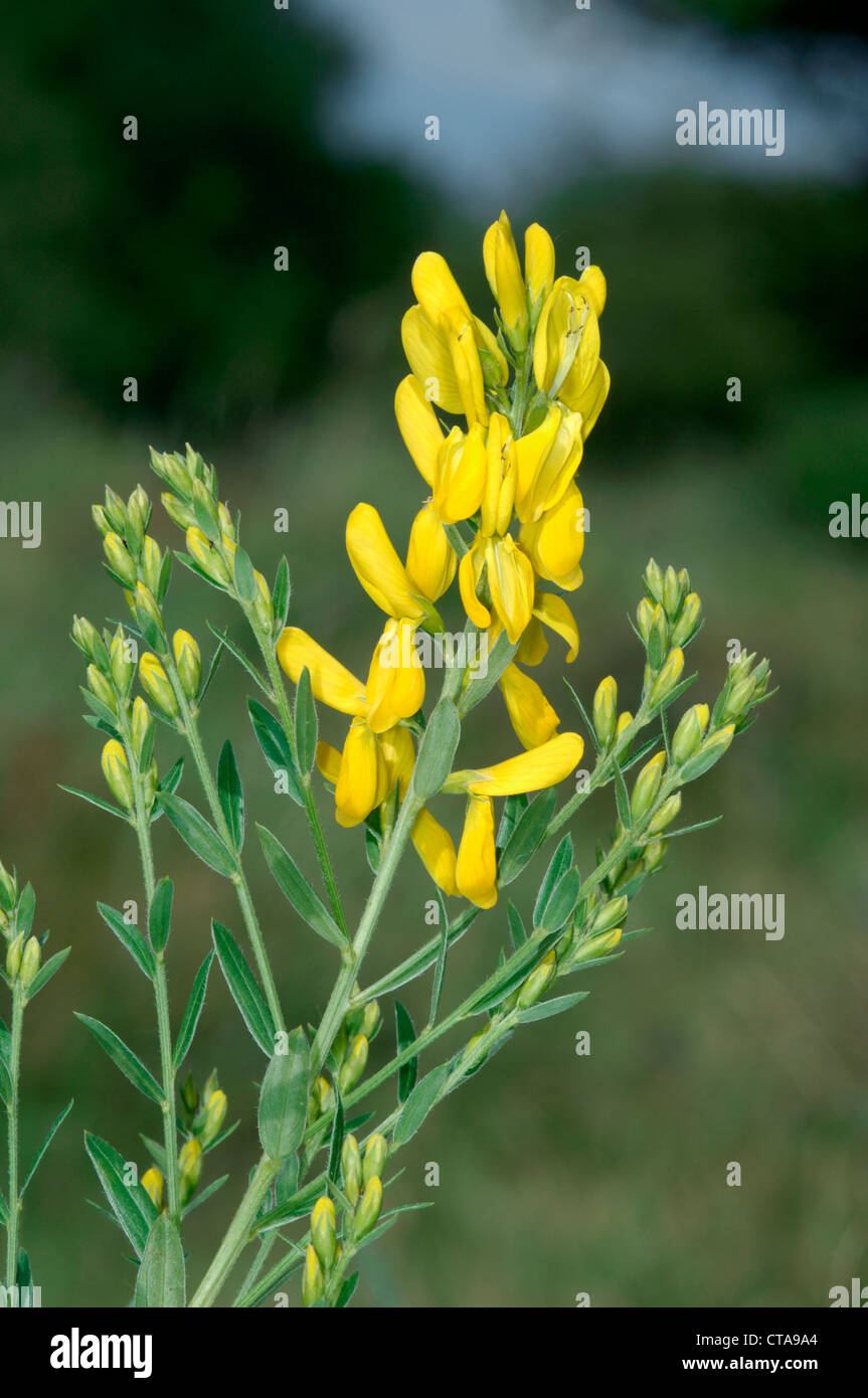 DYER’S GREENWEED Genista tinctoria (Fabaceae Stock Photo - Alamy
