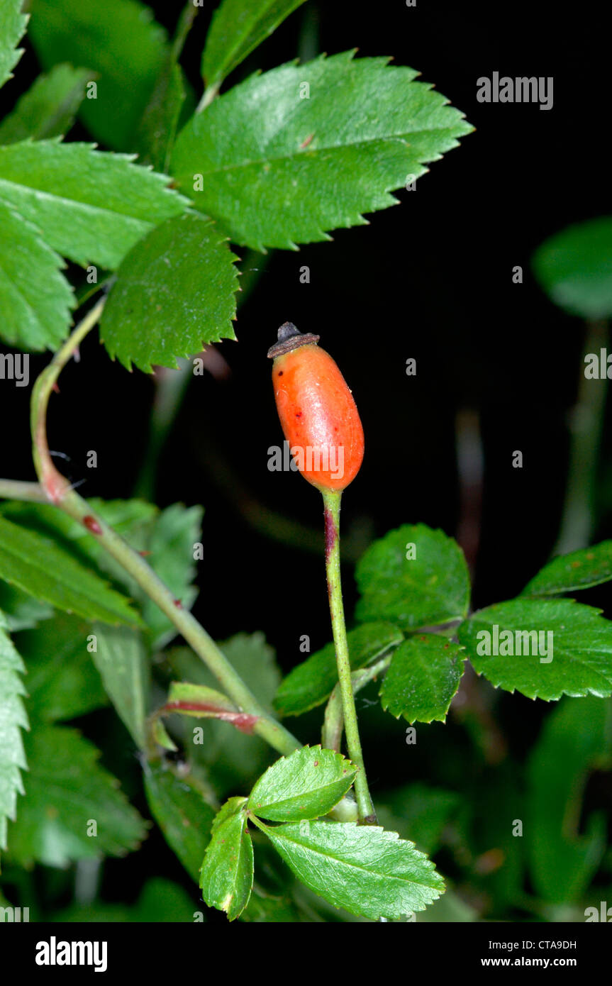 FIELD-ROSE Rosa arvensis (Rosaceae Stock Photo - Alamy
