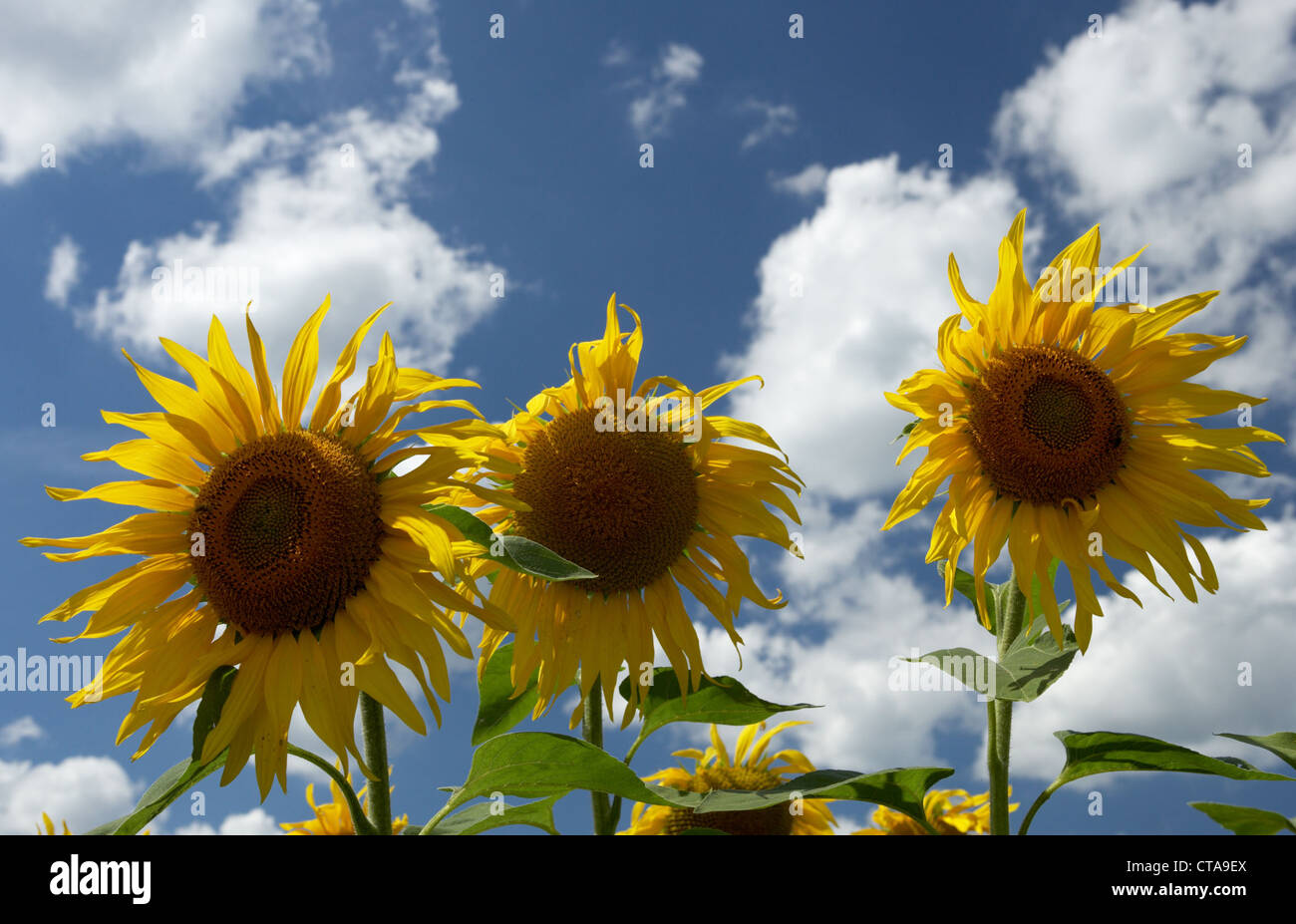 Three blooming sunflowers Stock Photo - Alamy