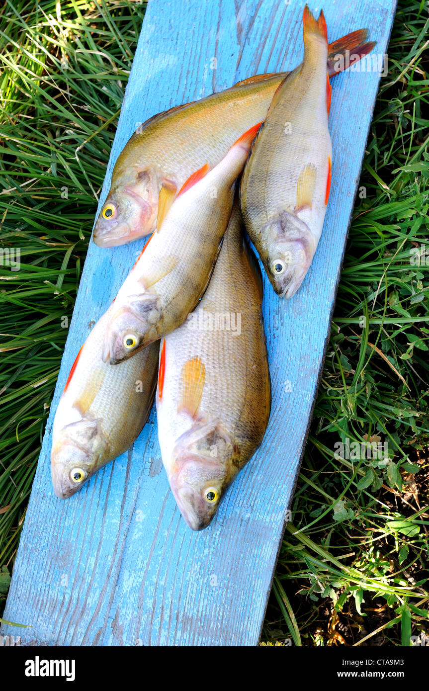 Catch a small fish hi-res stock photography and images - Alamy