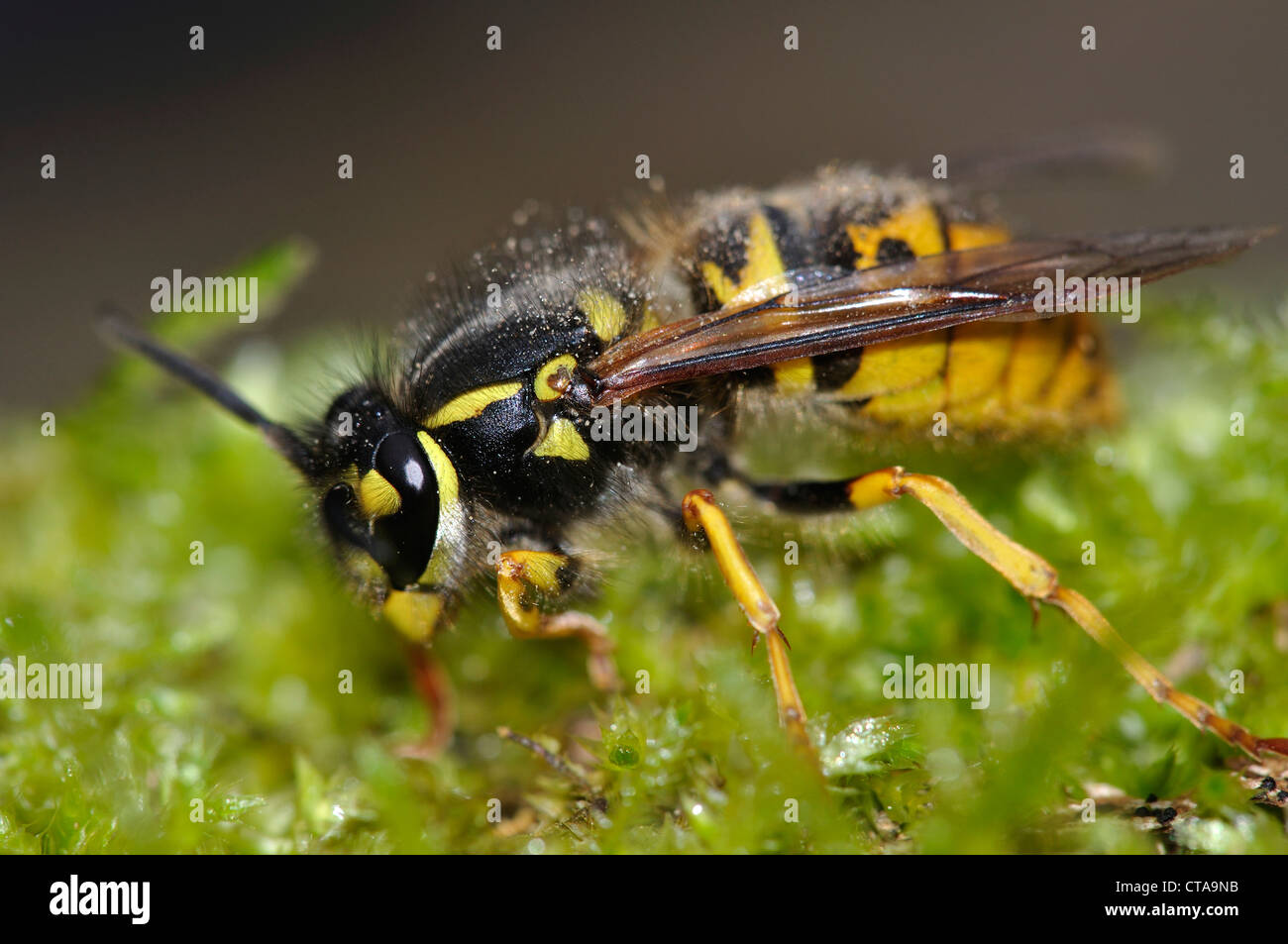 Queen wasp hi-res stock photography and images - Alamy