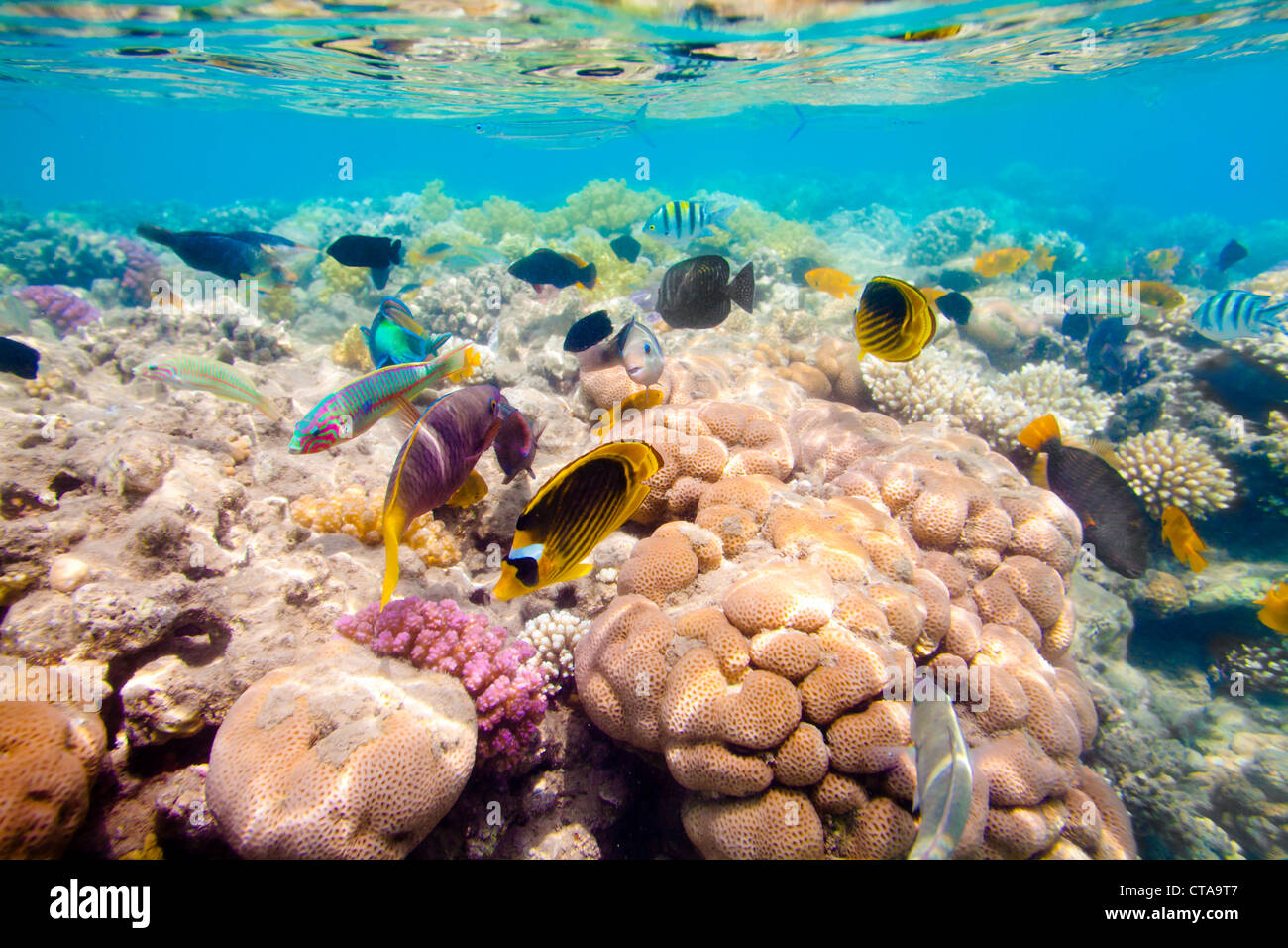 Reef variety hard soft corals hi-res stock photography and images - Alamy