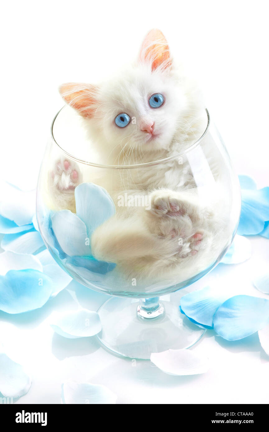 White kitten in a glass wine glass Stock Photo - Alamy