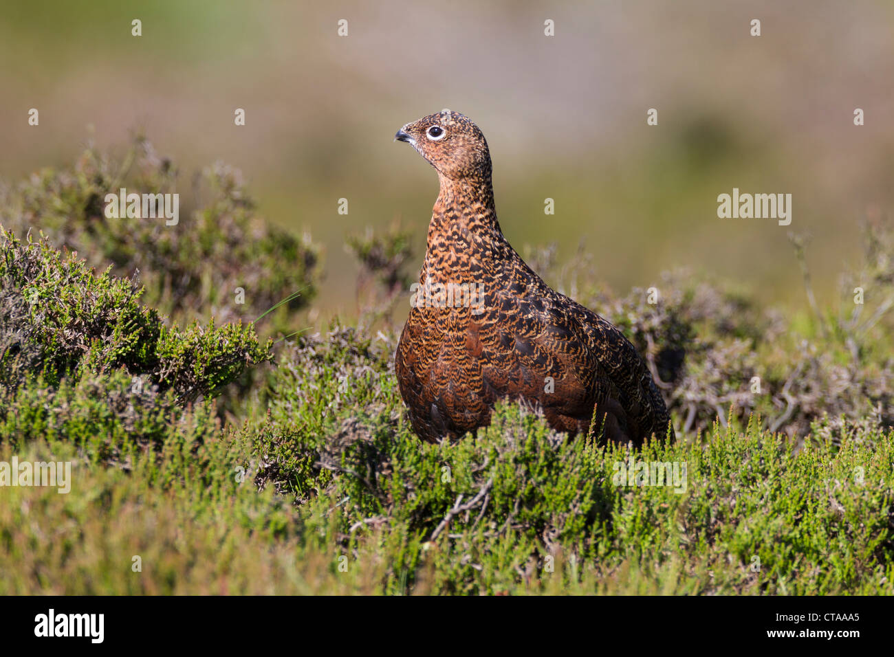 Red Grouse. Lagopus lagopus (Tetronidae Stock Photo - Alamy