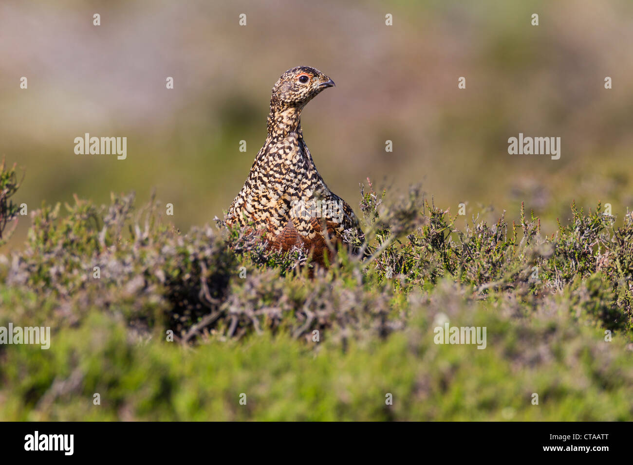 Red Grouse. Lagopus lagopus (Tetronidae Stock Photo - Alamy