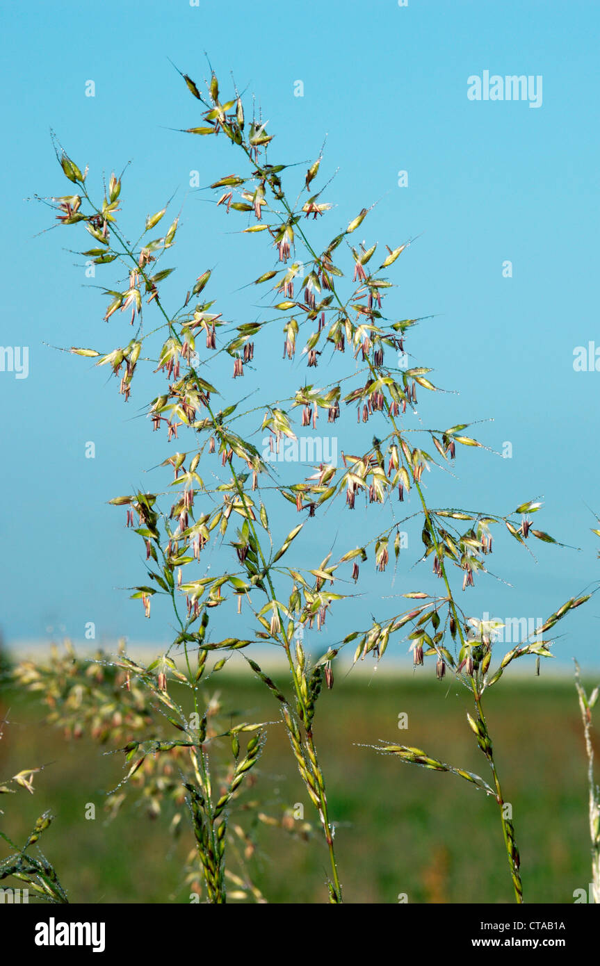 False oat grasses hi-res stock photography and images - Alamy