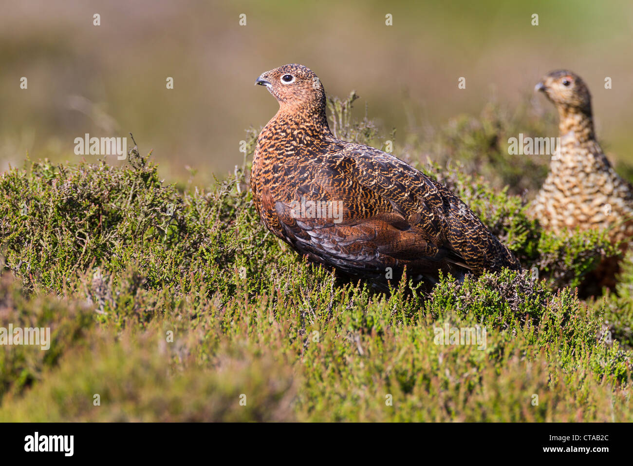 Red Grouse. Lagopus lagopus (Tetronidae Stock Photo - Alamy