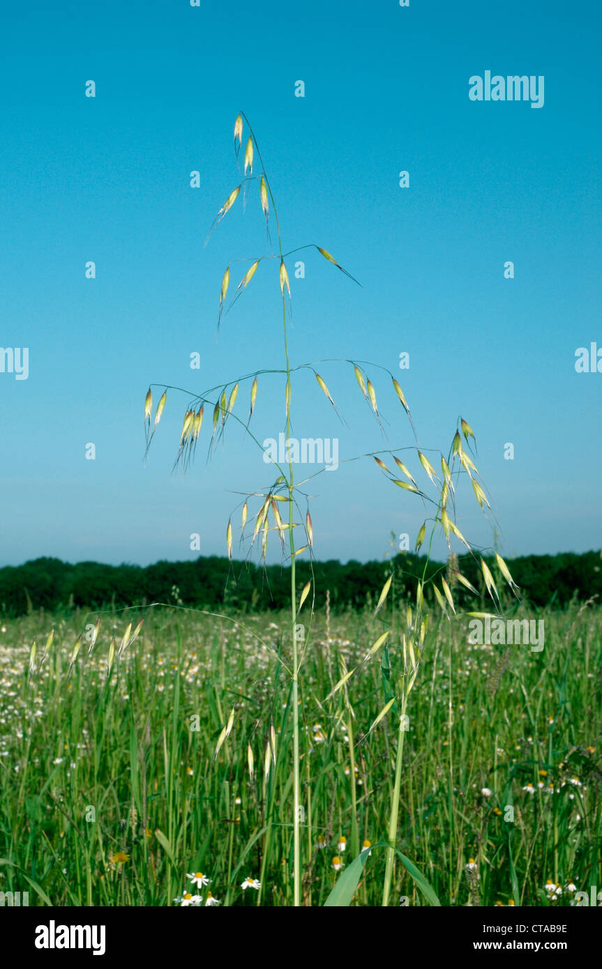 WILD-OAT Avena fatua Stock Photo - Alamy