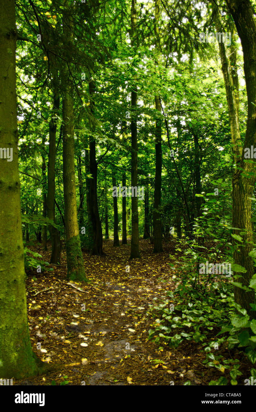 A Forrest Road Stock Photo - Alamy