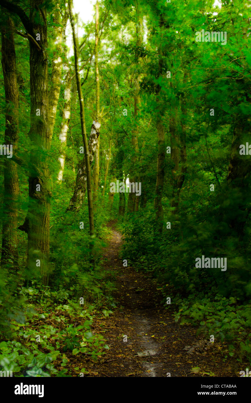 A forrest road Stock Photo - Alamy