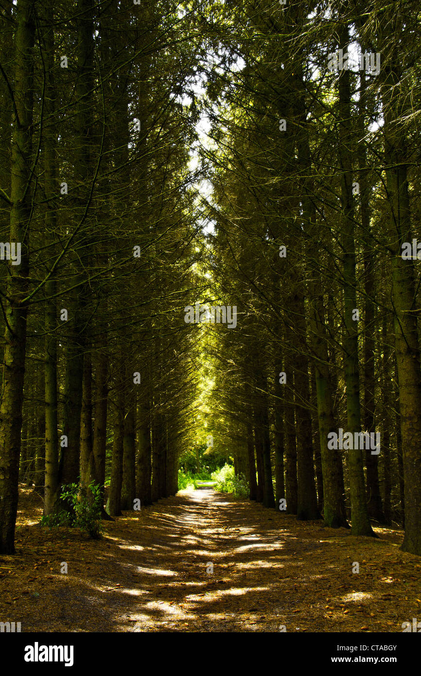 Forrest road hi-res stock photography and images - Alamy
