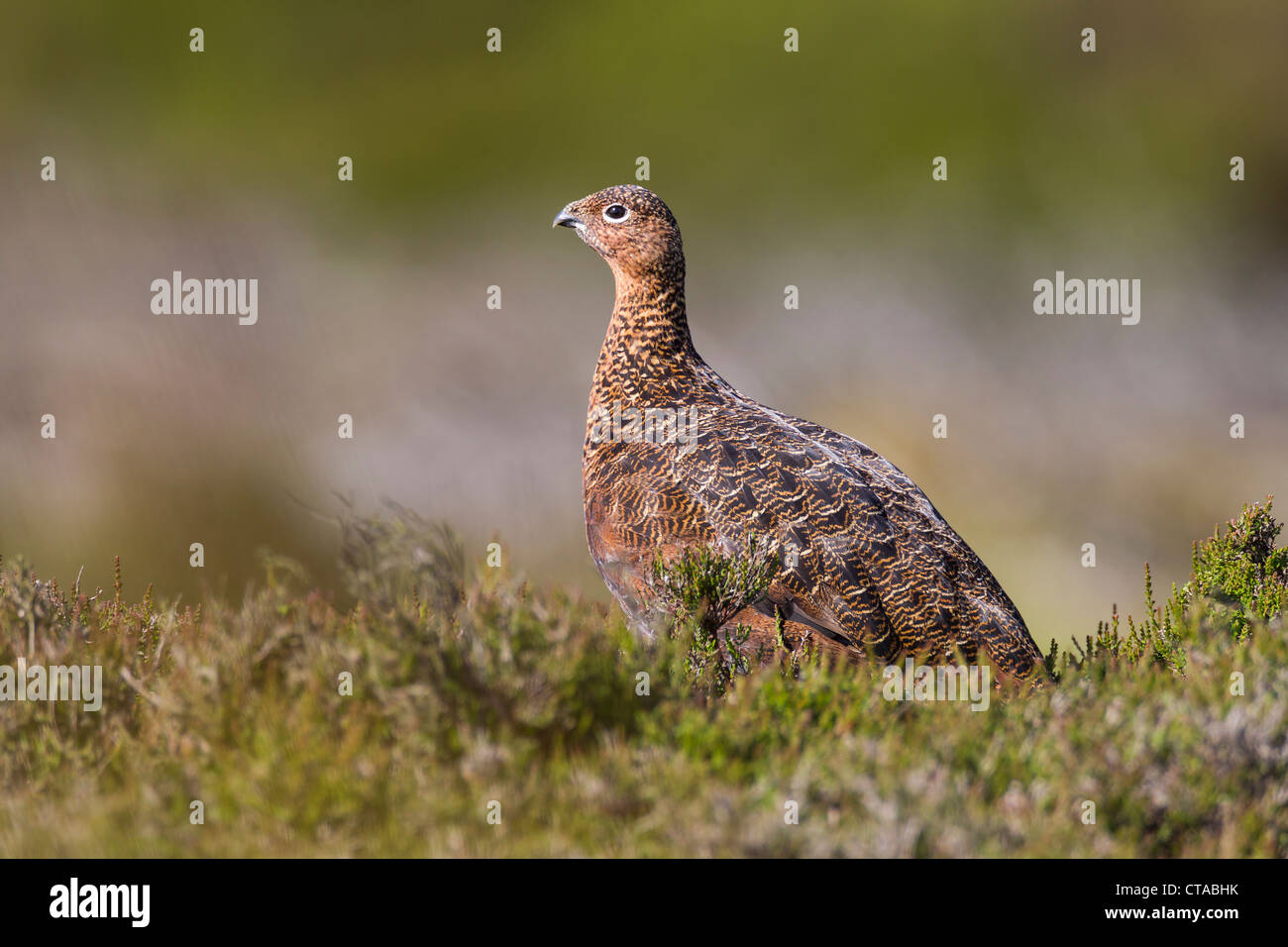Red Grouse. Lagopus lagopus (Tetronidae Stock Photo - Alamy