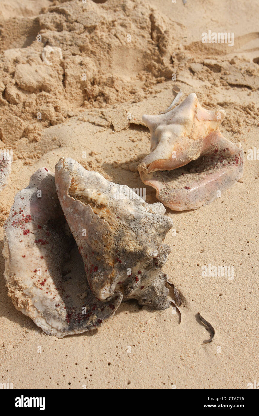 Sea Shells on the beach. Photographed at Grand Turk Caribbean Island ...
