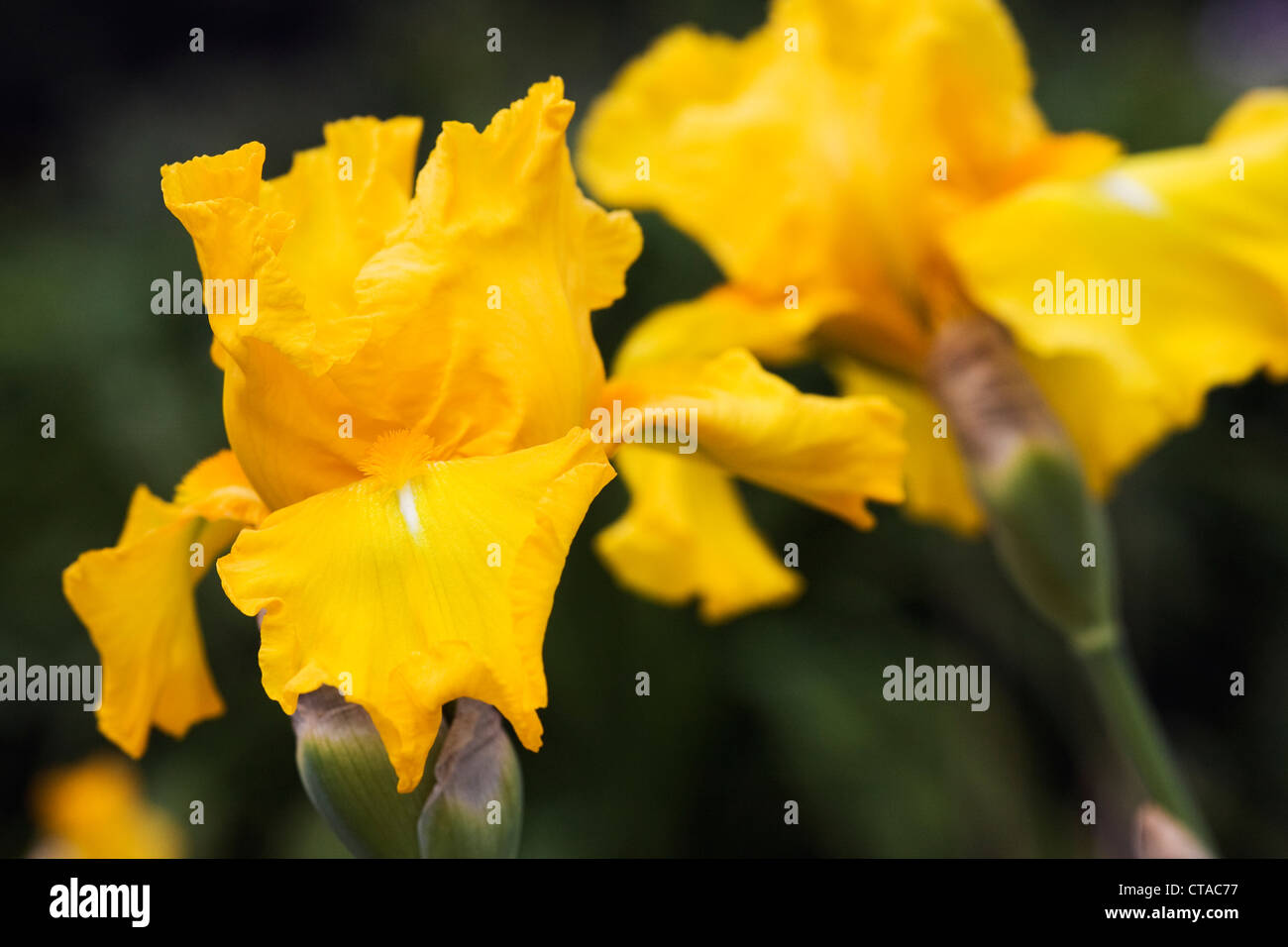 Iris 'Pirate's Quest' growing in an English garden Stock Photo - Alamy