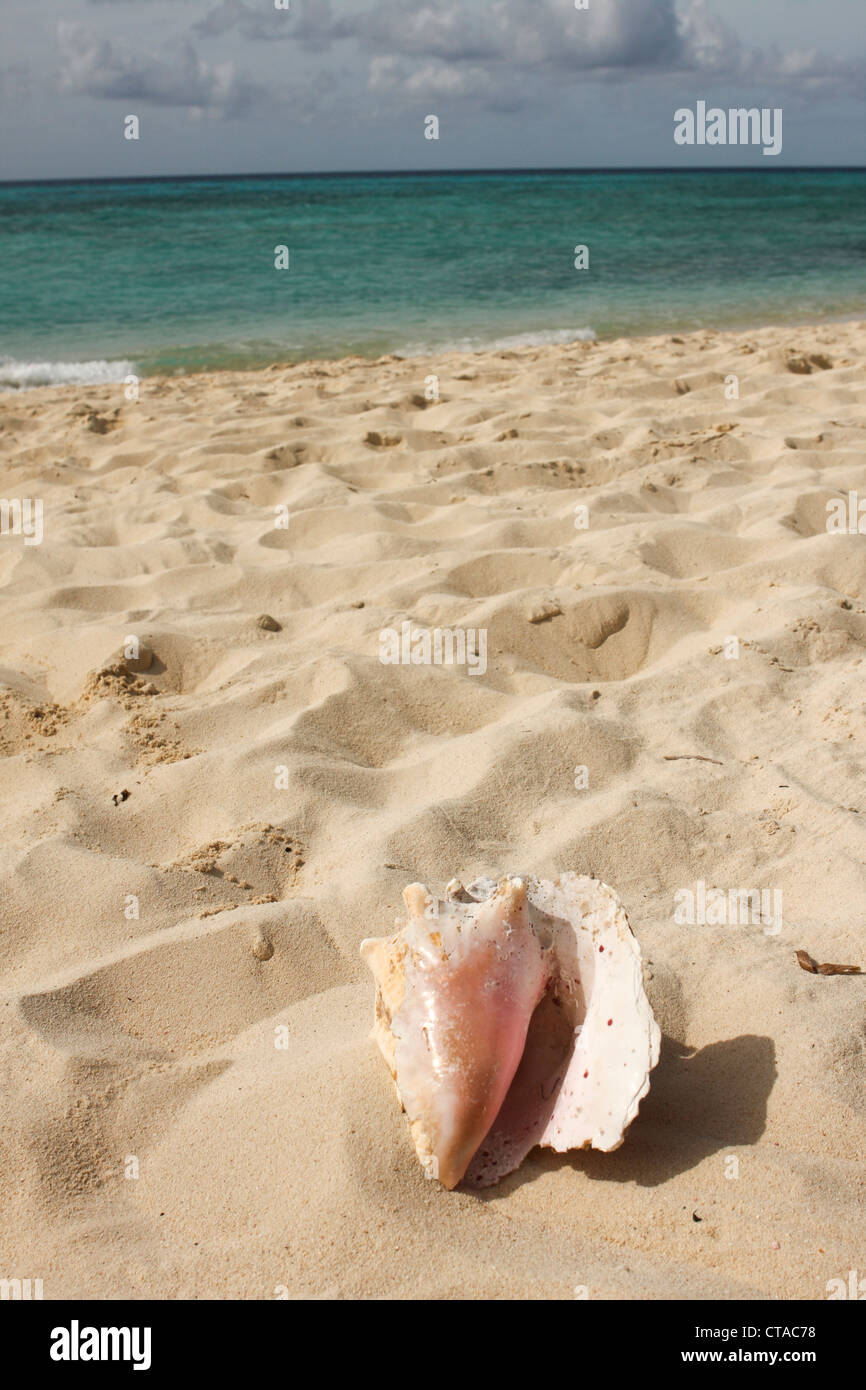 Sea Shells on the beach. Photographed at Grand Turk Caribbean Island ...