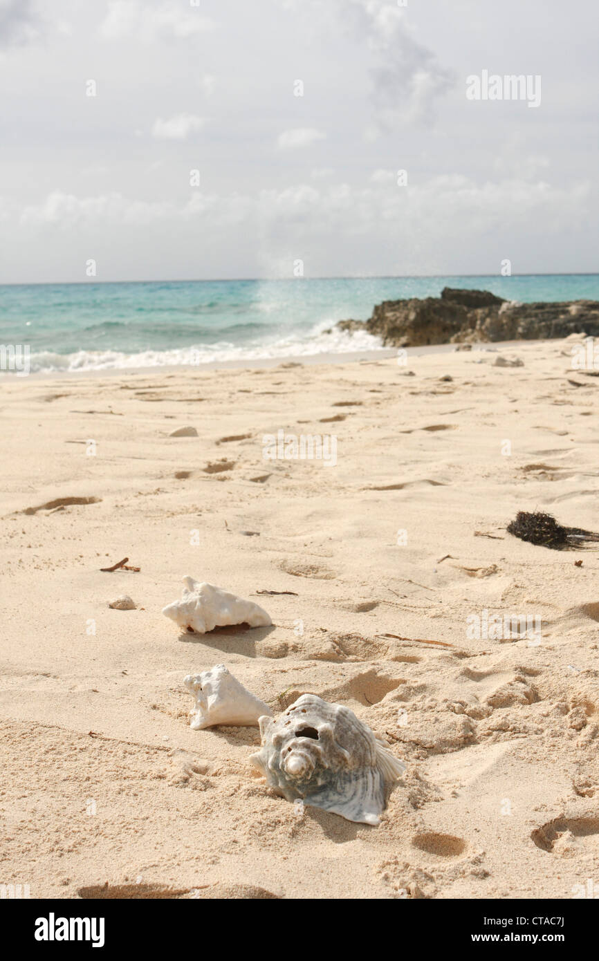 Sea Shells on the beach. Photographed at Grand Turk Caribbean Island ...