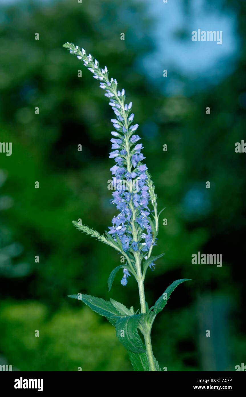 SPIKED SPEEDWELL Veronica spicata Stock Photo - Alamy