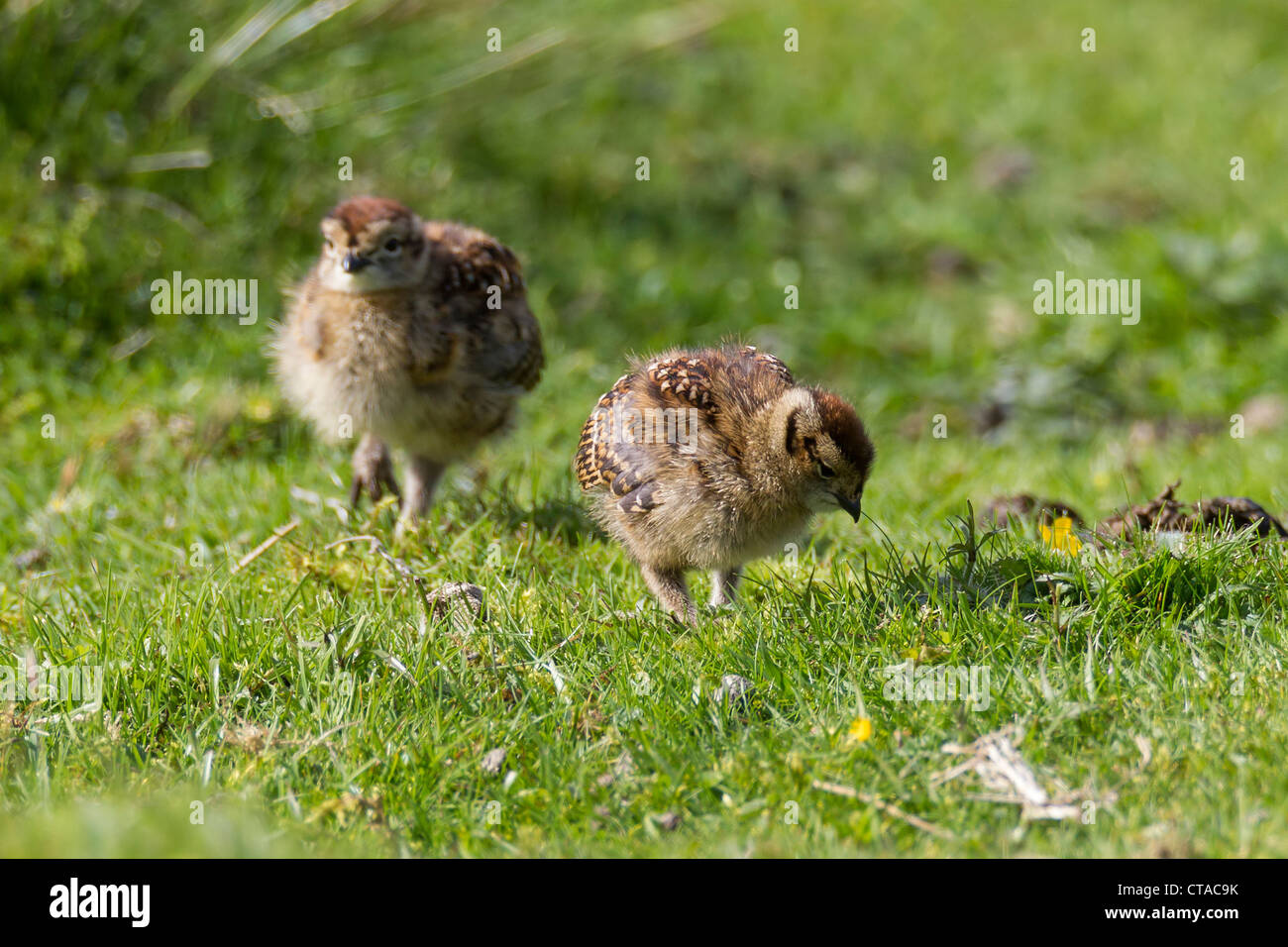 Red Grouse. Lagopus lagopus (Tetronidae Stock Photo - Alamy