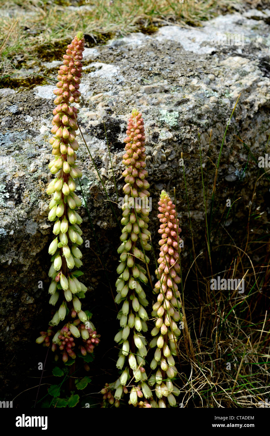 Granite rock crevice hi-res stock photography and images - Alamy
