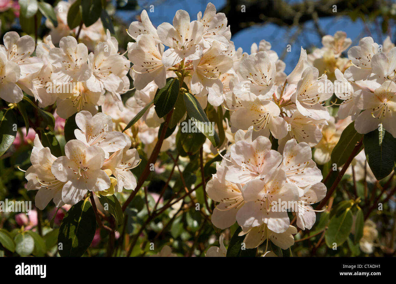 Rhododendron in bloom Stock Photo - Alamy