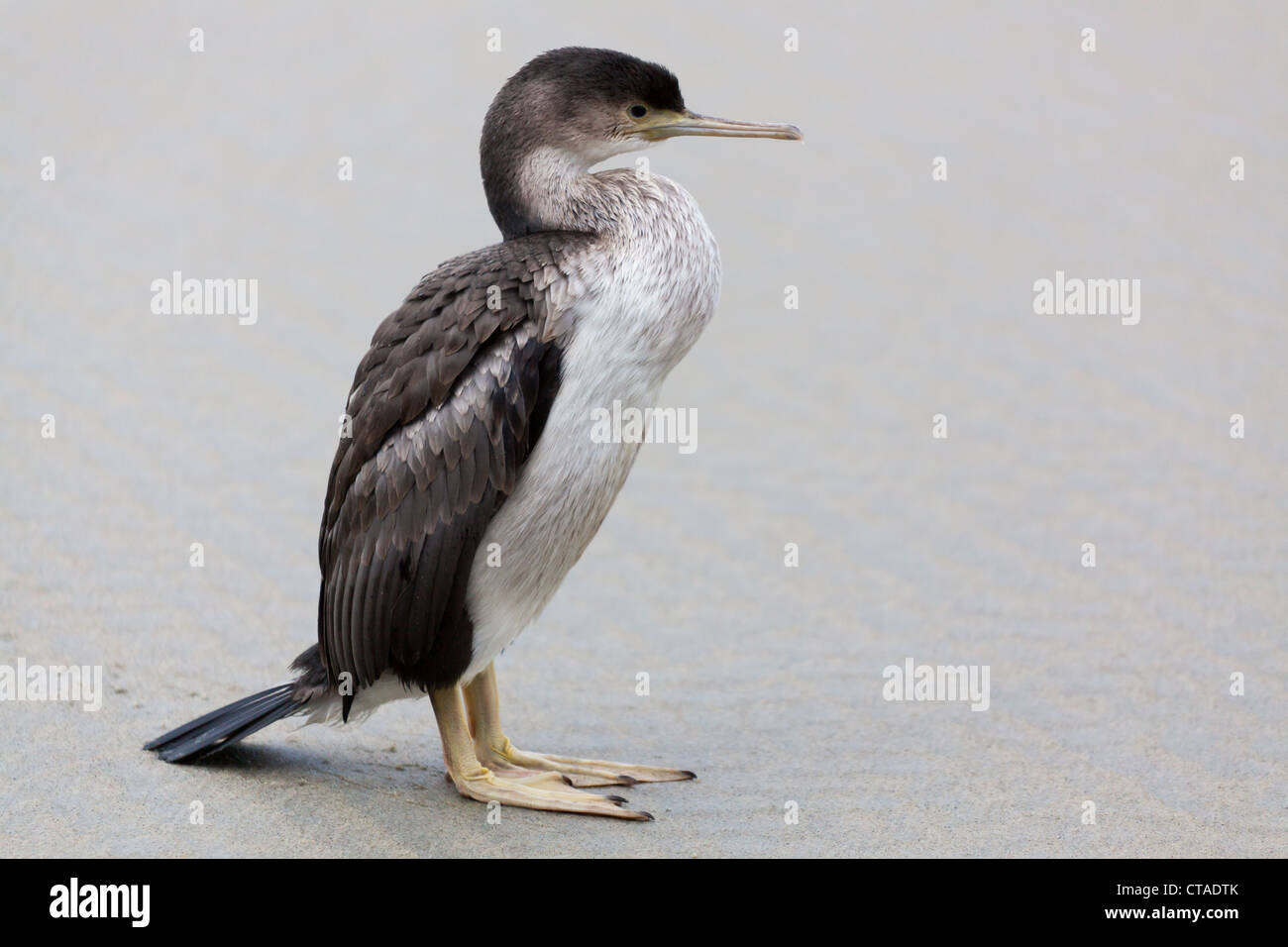 Spotted Shag (Phalacrocorax punctatus Stock Photo - Alamy