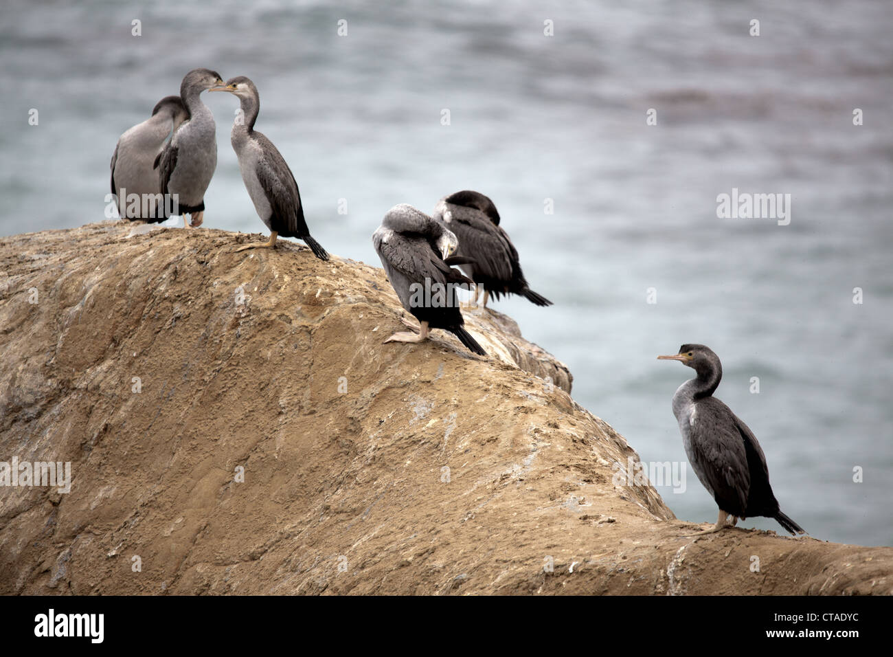 Spotted Shag (Phalacrocorax punctatus Stock Photo - Alamy
