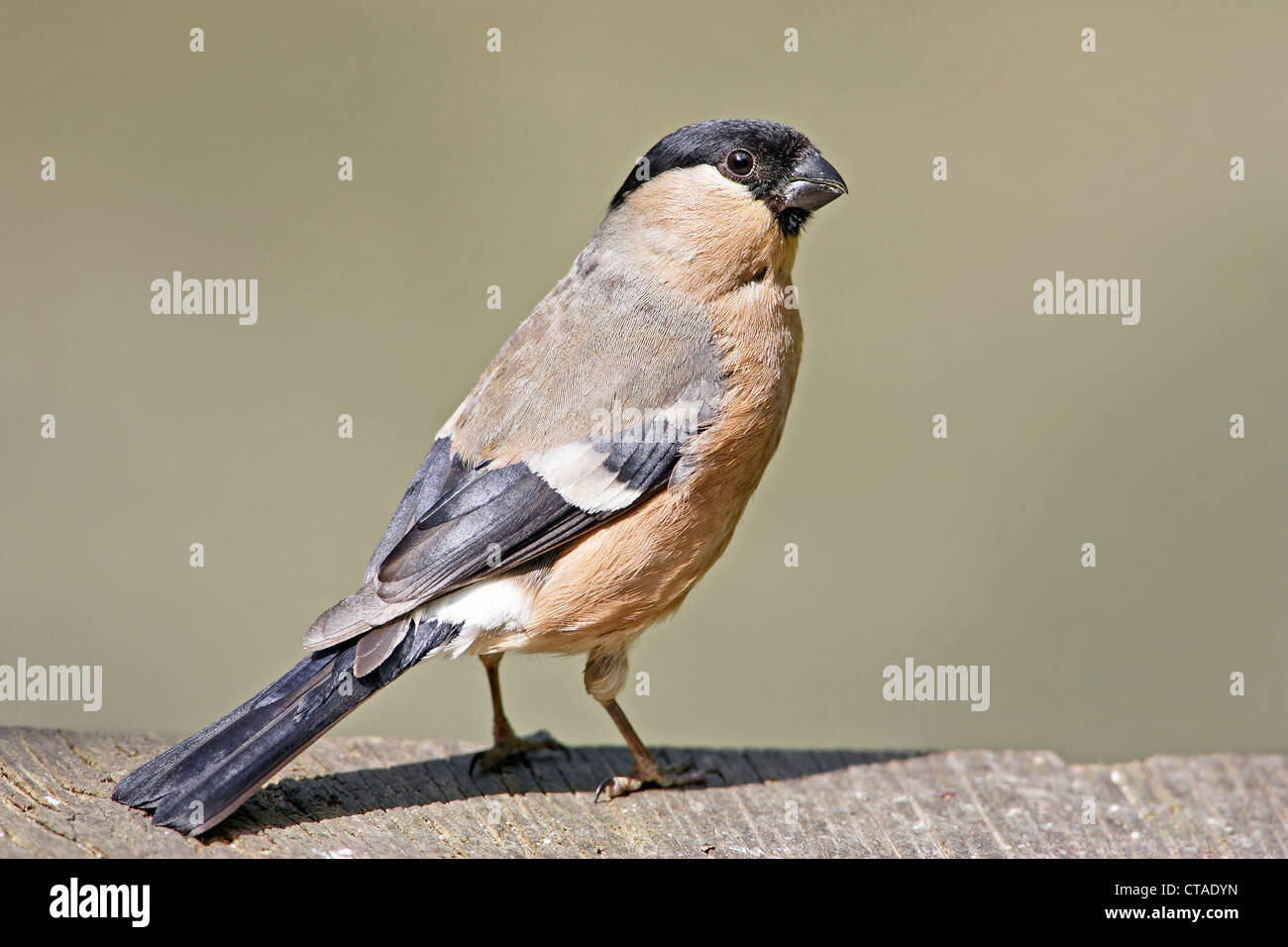 Female bullfinch hi-res stock photography and images - Alamy