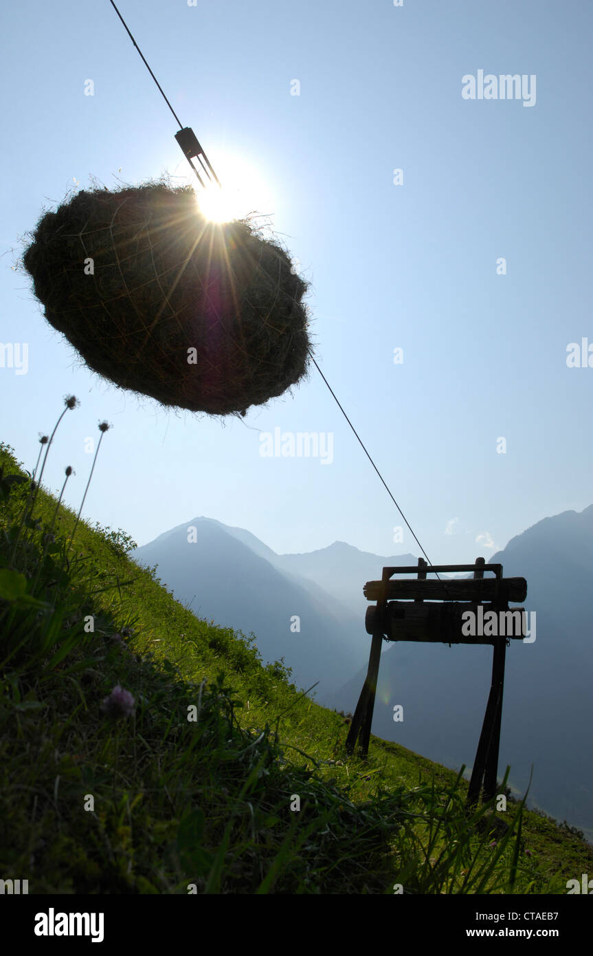 Hay pack in the back light, hay transport, South Tyrol, Trentino-Alto ...