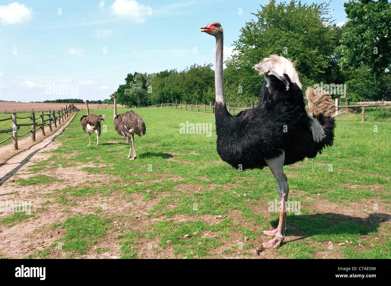 Ostrich farm in germany hi-res stock photography and images - Alamy