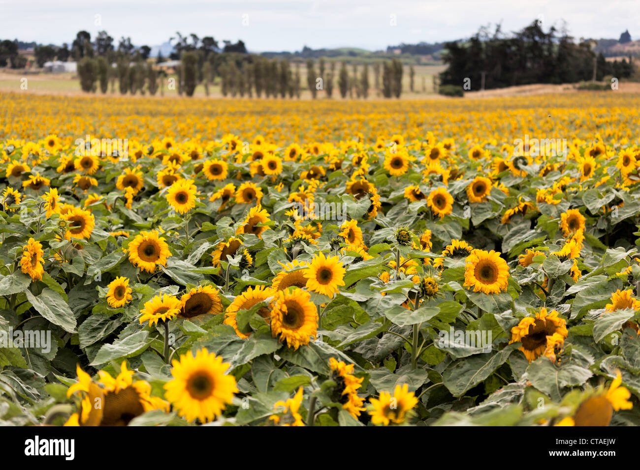 Sunflowers (Helianthus annuus Stock Photo - Alamy