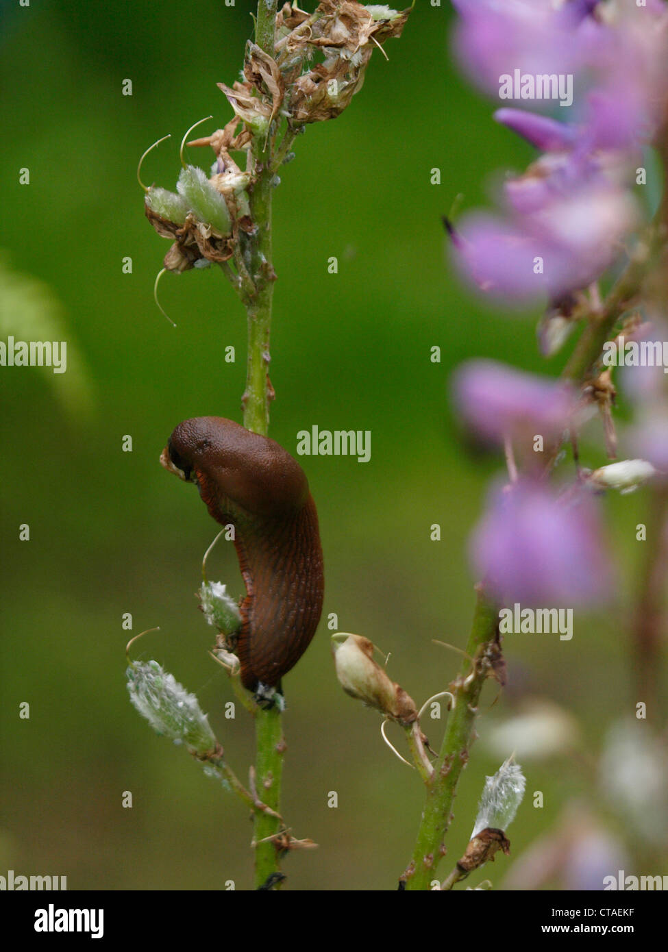 Climbing plant stem hi-res stock photography and images - Alamy