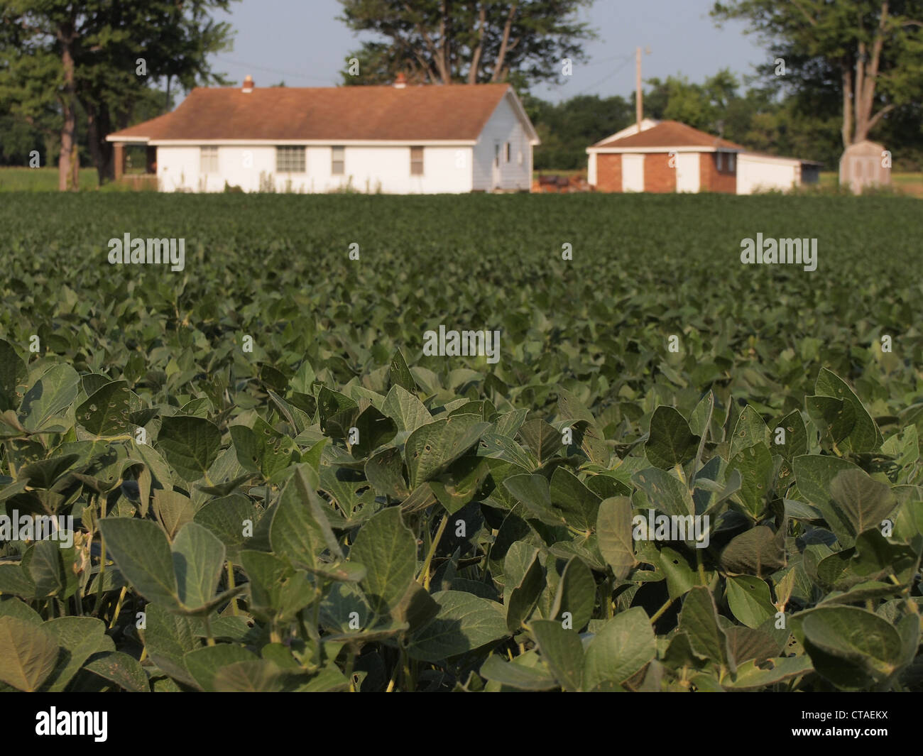 Soybean crop field house hi-res stock photography and images - Alamy