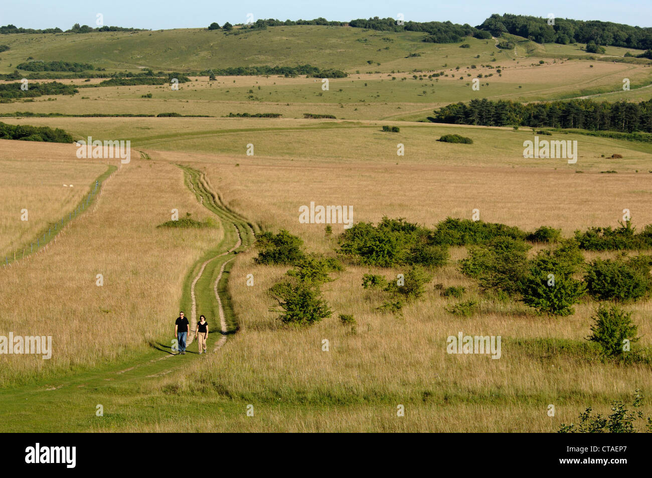 Martin down nature reserve hi-res stock photography and images - Alamy