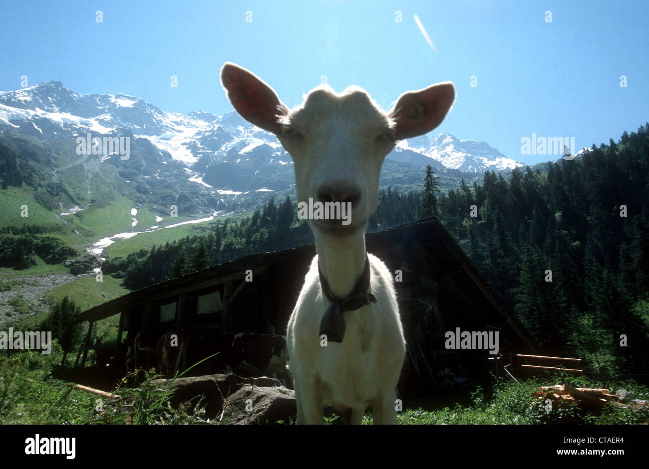Mountain goat on a mountain (Switzerland Stock Photo - Alamy