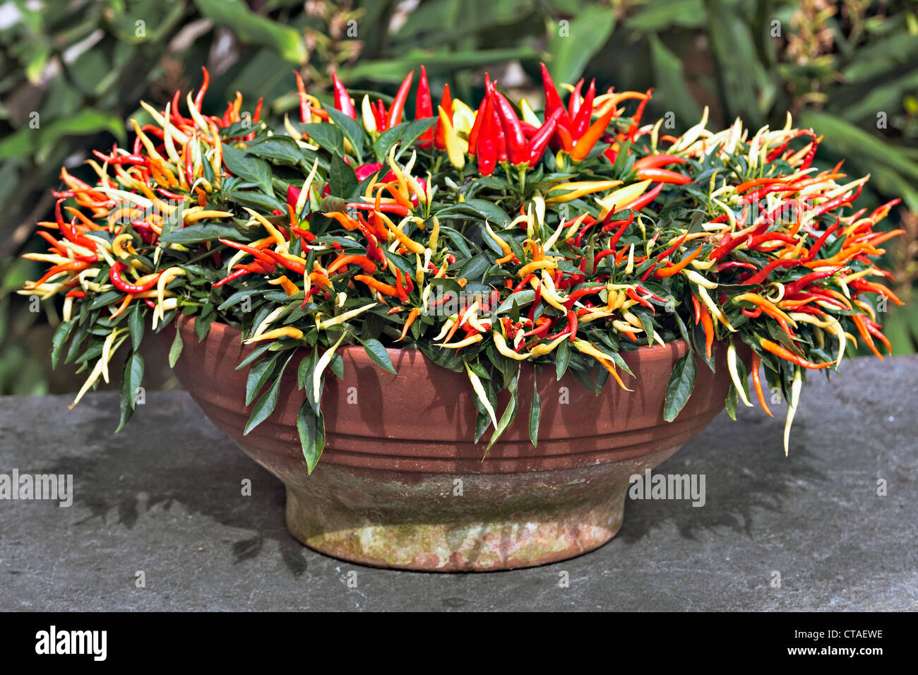 Chillies pot container hi-res stock photography and images - Alamy